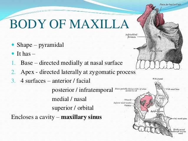 Maxilla anatomy, development & surgical anatomy