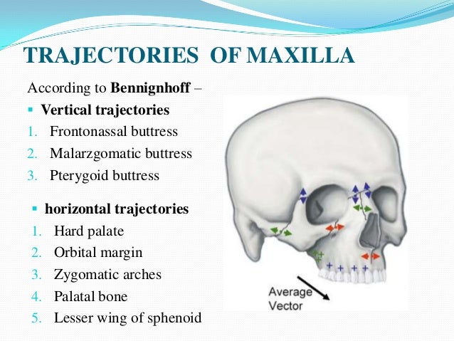 Maxilla anatomy, development & surgical anatomy