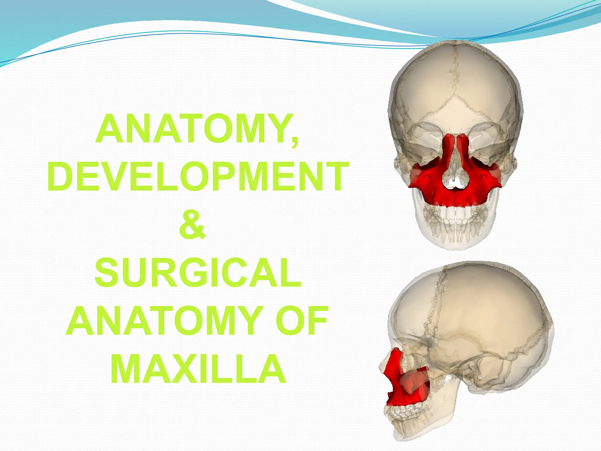 maxilla anatomy development surgical anatomy.pptx