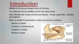 Maxilla and Mandible - its applied aspect - Copy.pptx