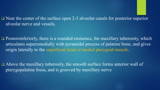 Maxilla basics and applied anatomy DR RAJIV.pptx