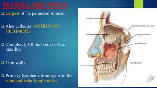 Maxilla basics and applied anatomy DR RAJIV.pptx