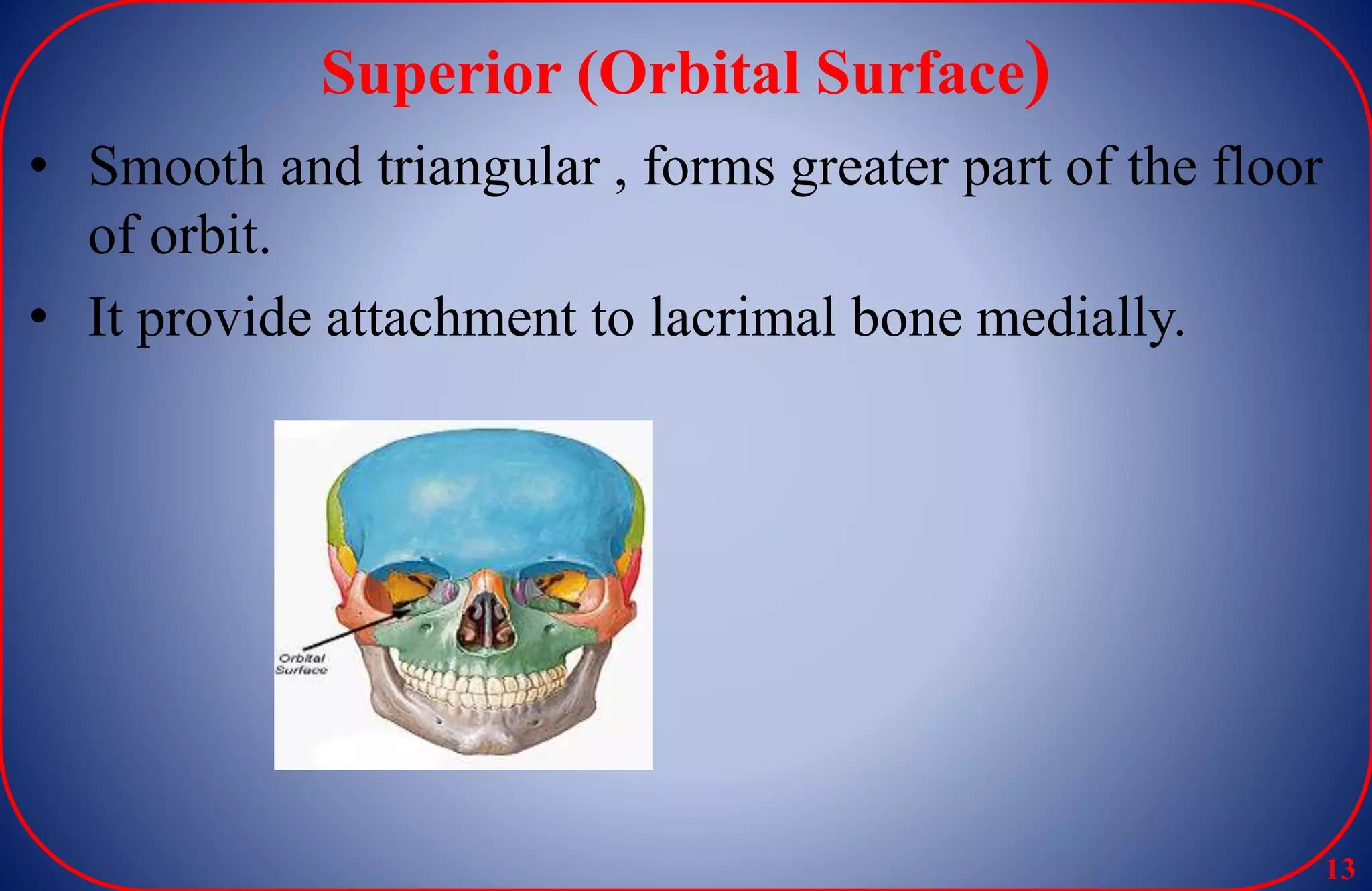 Maxilla | PPTX