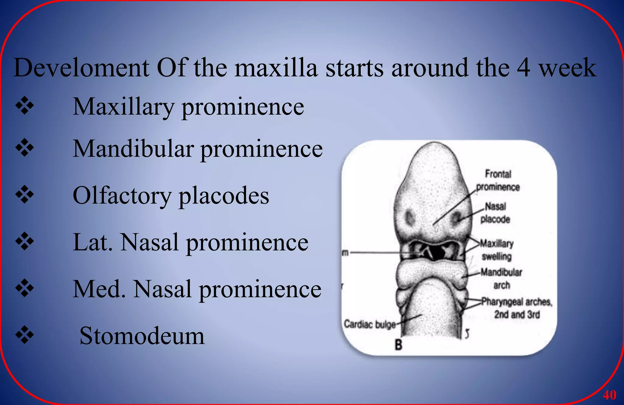 Maxilla | PPTX