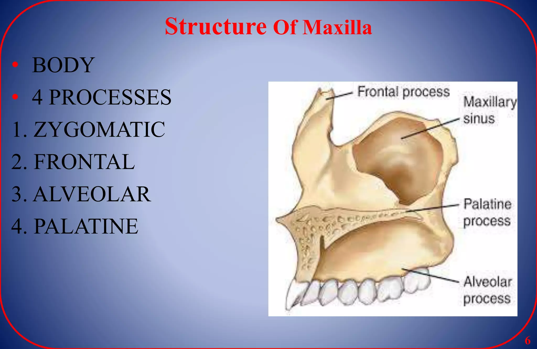 Maxilla | PPTX