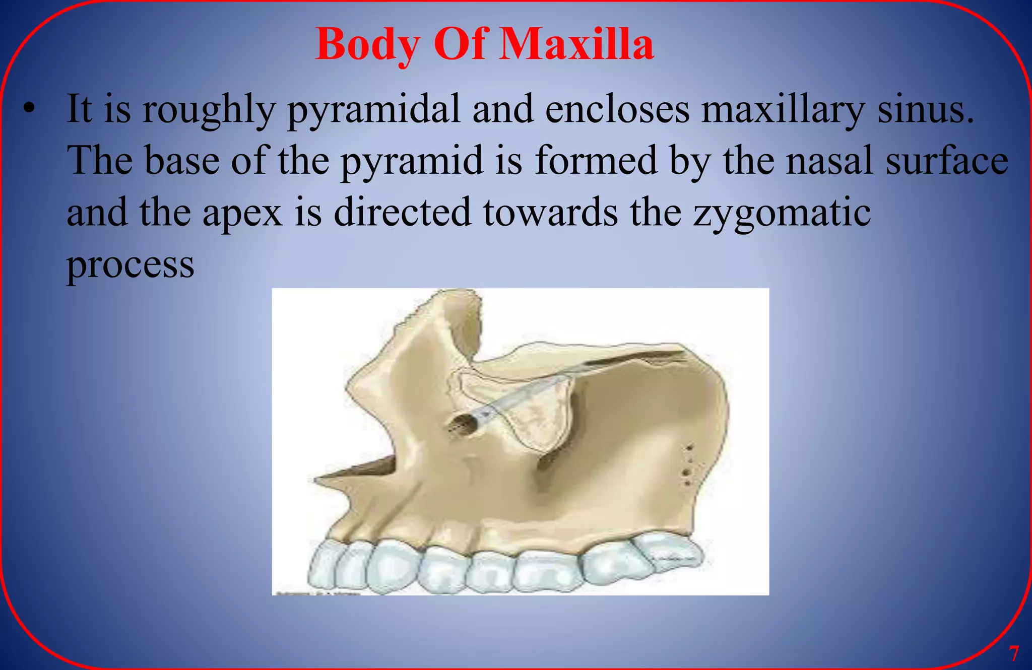 Maxilla | PPTX
