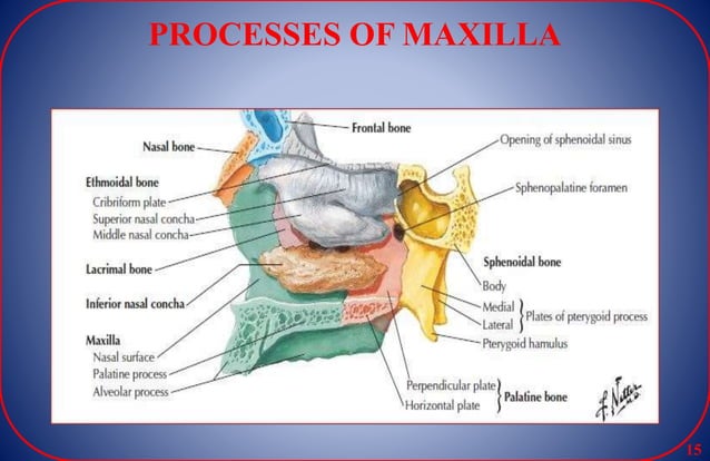 Maxilla | PPTX