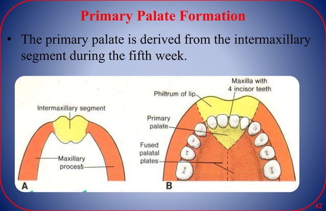 Maxilla | PPTX