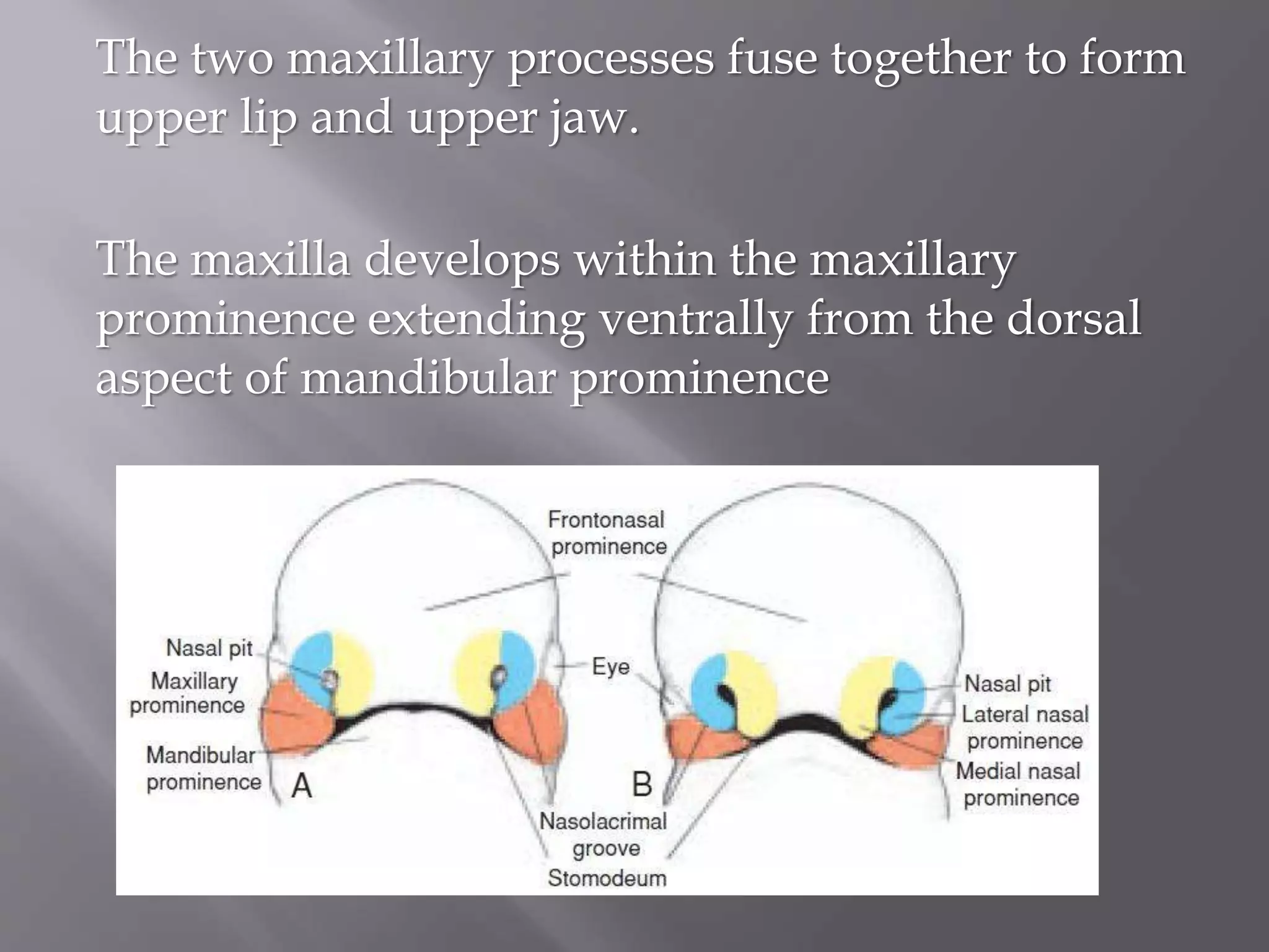 Maxilla and Mandible | PPTX