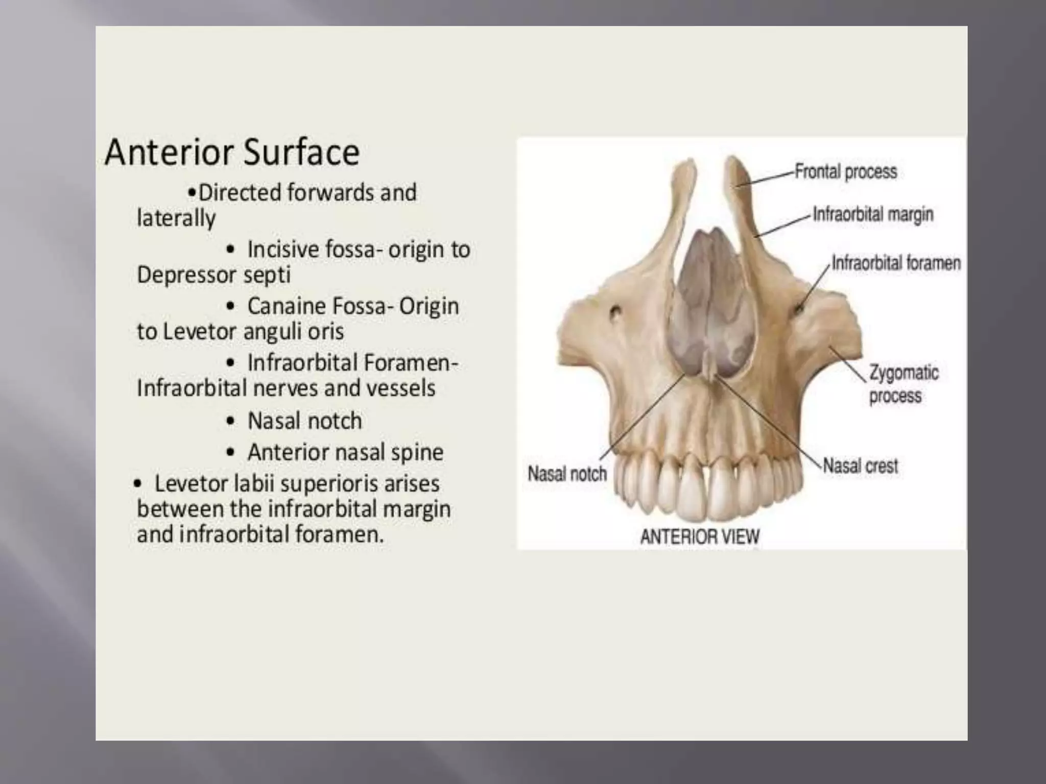 Maxilla and Mandible | PPTX | Ear, Nose and Throat Conditions ...