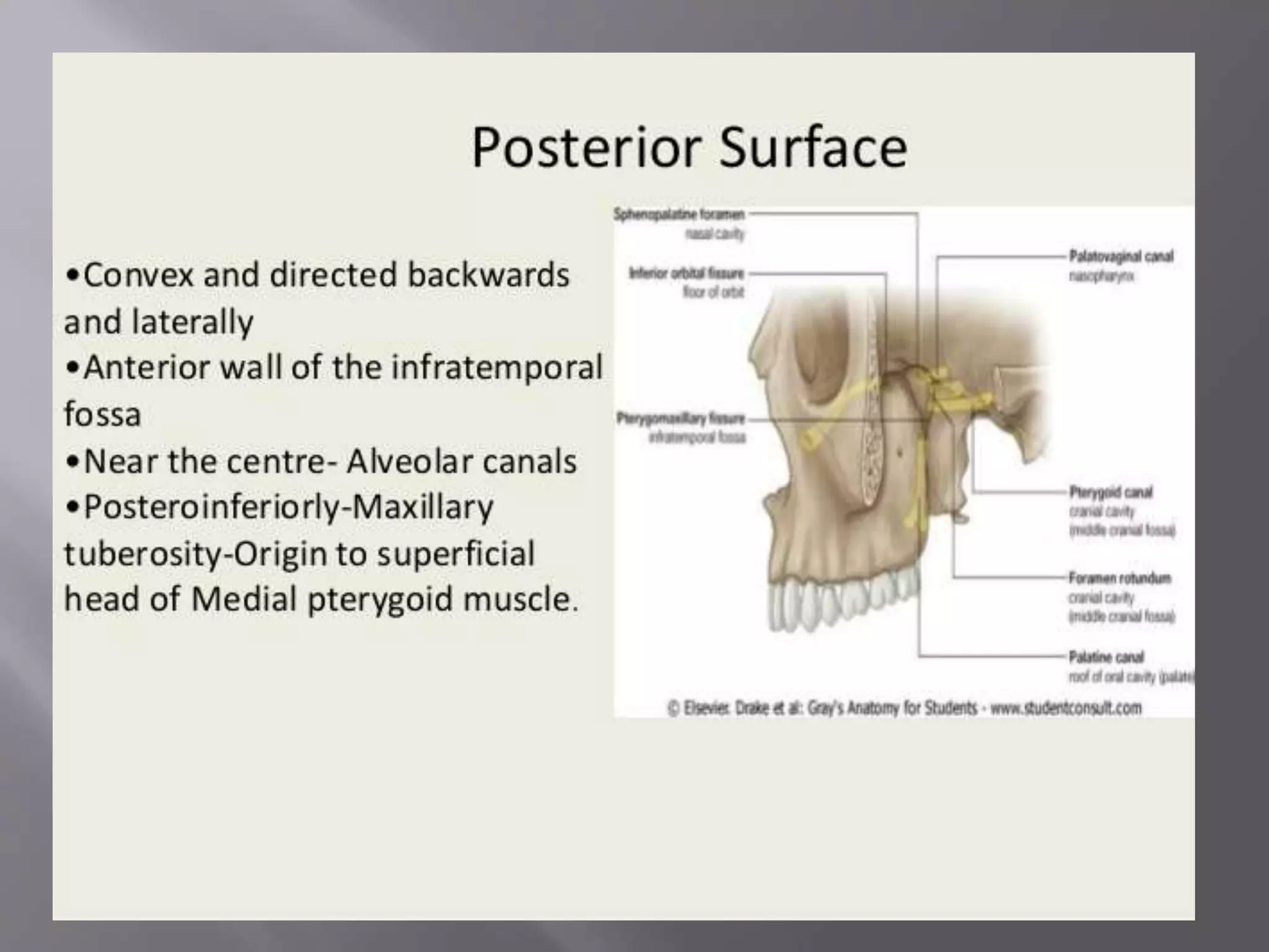 Maxilla and Mandible | PPTX | Ear, Nose and Throat Conditions ...