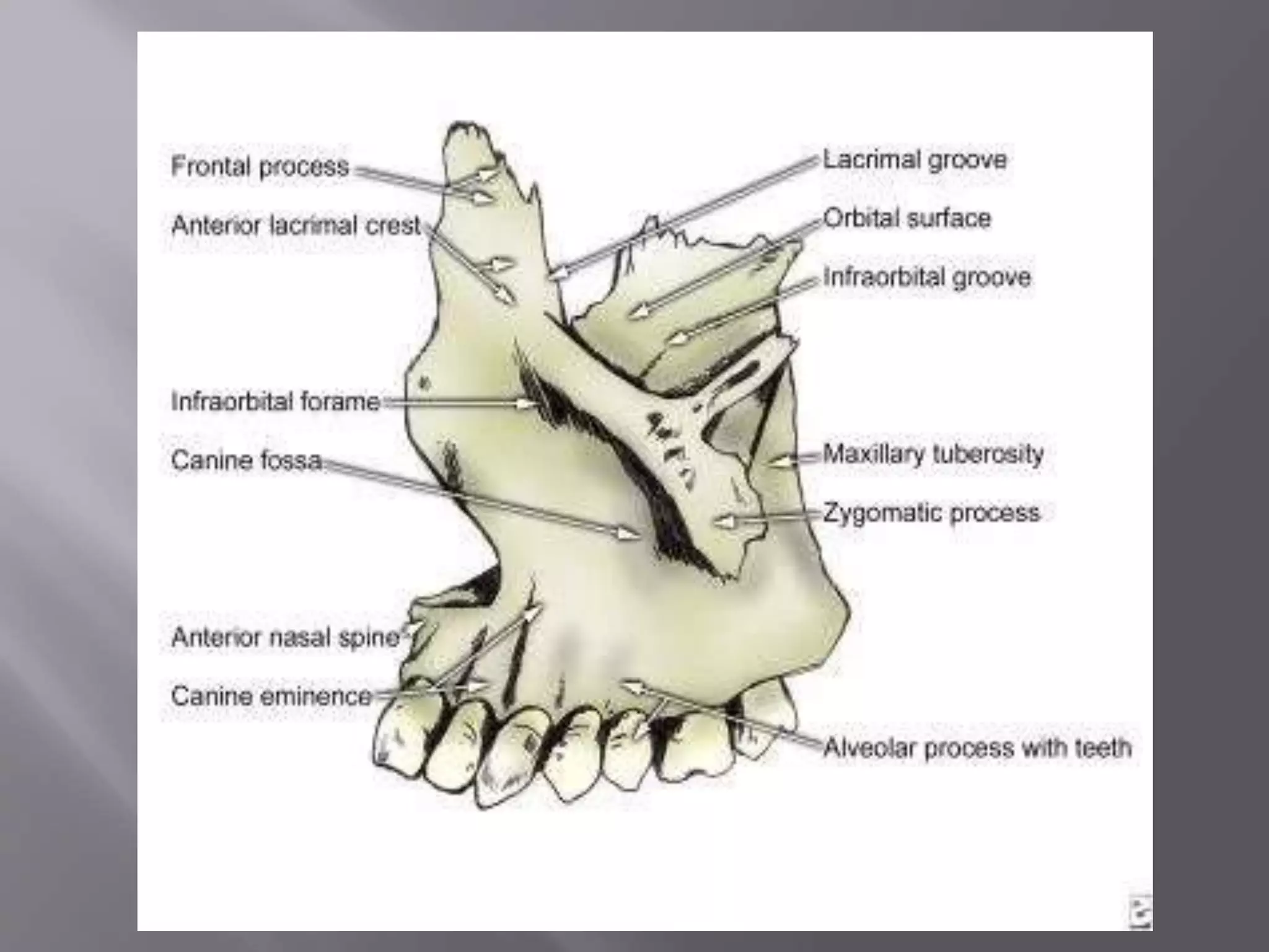 Maxilla and Mandible | PPTX | Ear, Nose and Throat Conditions ...