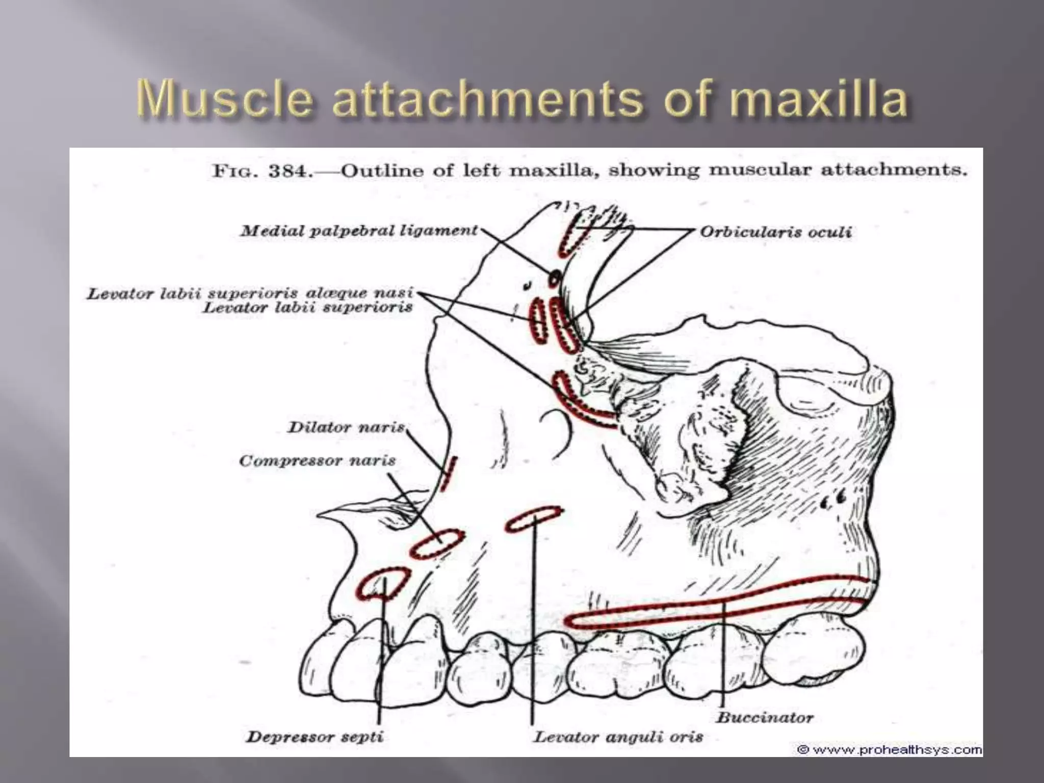 Maxilla and Mandible | PPTX