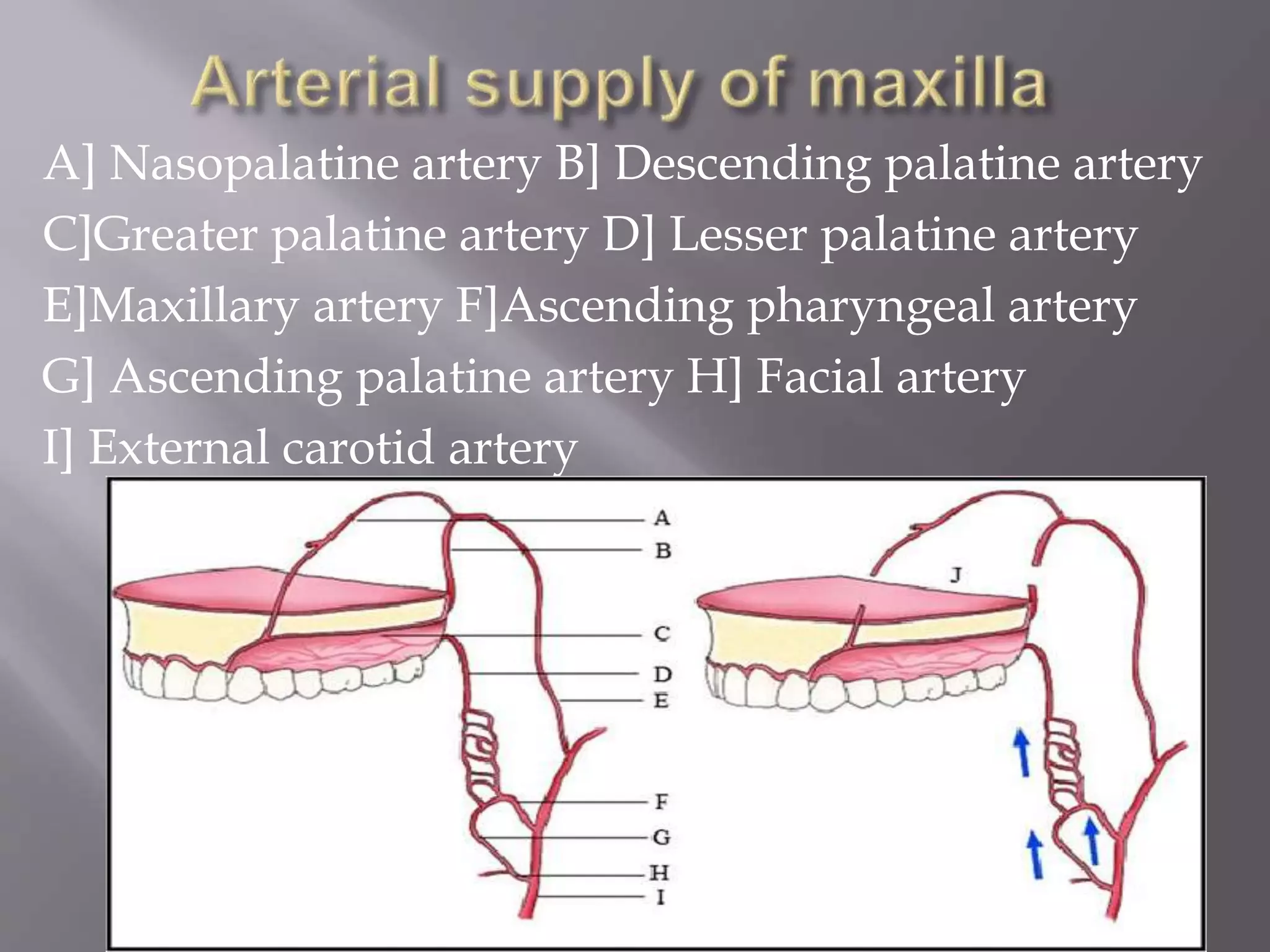 Maxilla and Mandible | PPTX