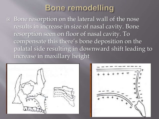 Maxilla and Mandible | PPTX | Ear, Nose and Throat Conditions ...