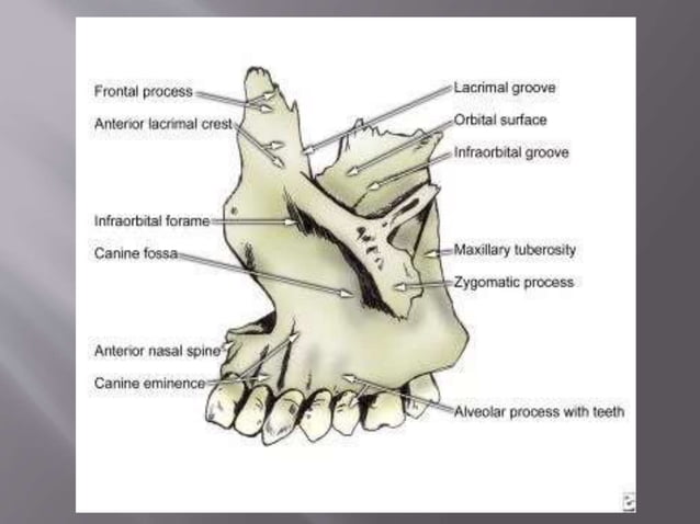 Maxilla and Mandible | PPTX | Ear, Nose and Throat Conditions ...