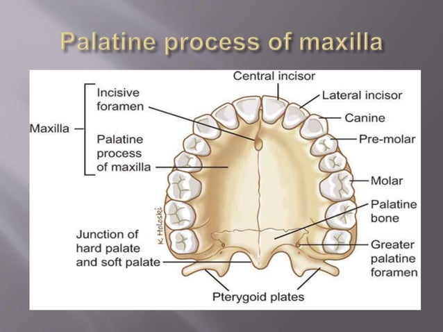 Maxilla and Mandible | PPTX | Ear, Nose and Throat Conditions ...