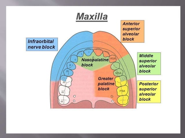 Maxilla and Mandible | PPTX | Ear, Nose and Throat Conditions ...
