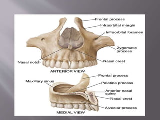 Alveolar Process Of Maxilla And Mandible