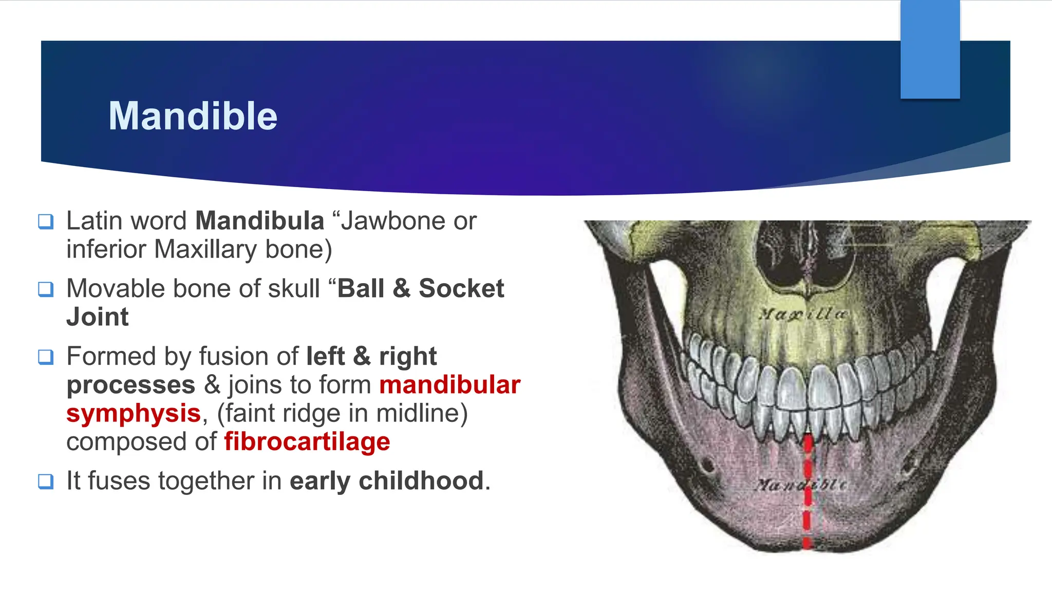 Maxilla, Mandible & Hyoid Bone by Dr. RIG.pptx