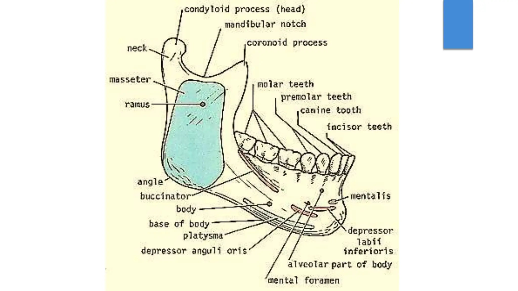 Maxilla, Mandible & Hyoid Bone by Dr. RIG.pptx