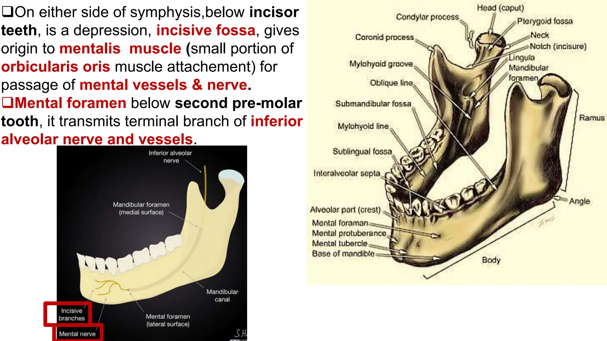 Maxilla, Mandible & Hyoid Bone by Dr. RIG.pptx