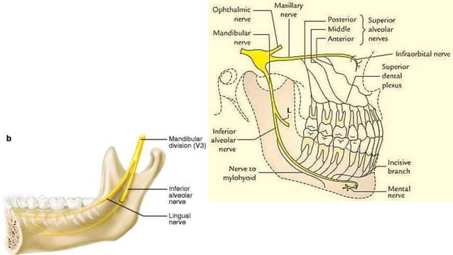 Maxilla, Mandible & Hyoid Bone by Dr. RIG.pptx