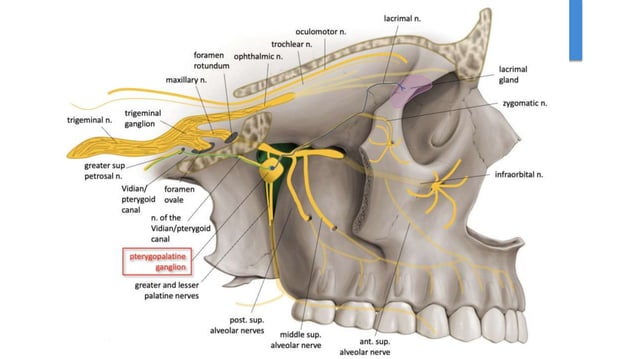 Maxilla, Mandible & Hyoid Bone by Dr. RIG.pptx