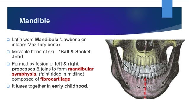 Maxilla, Mandible & Hyoid Bone by Dr. RIG.pptx