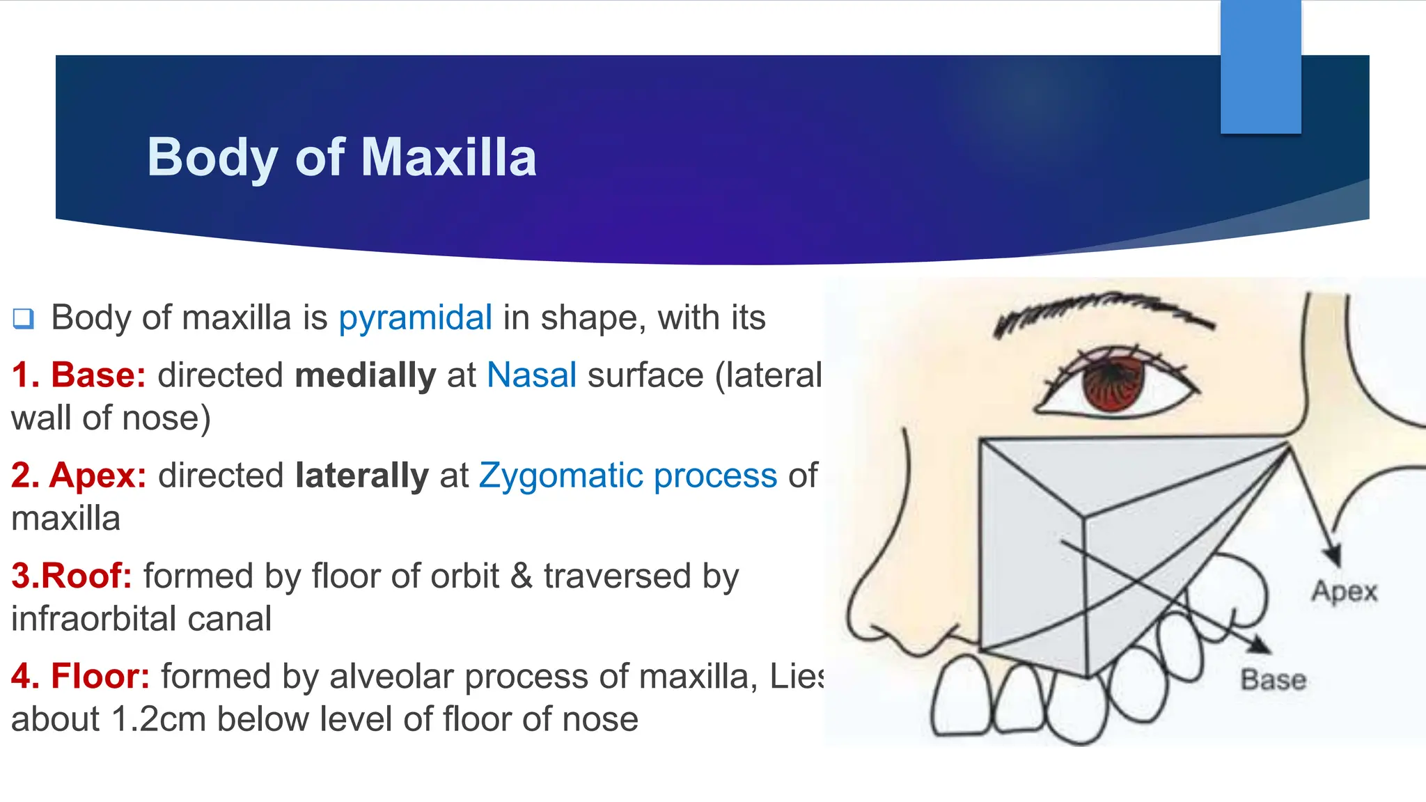 Maxilla, Mandible & Hyoid Bone & Clinical Correlations by Dr. RIG.pptx
