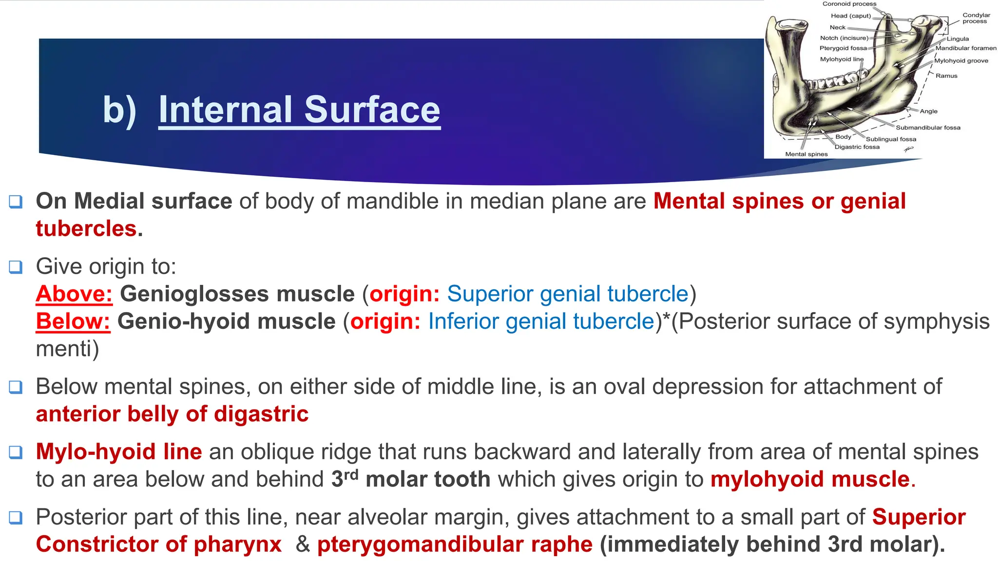 Maxilla, Mandible & Hyoid Bone & Clinical Correlations by Dr. RIG.pptx