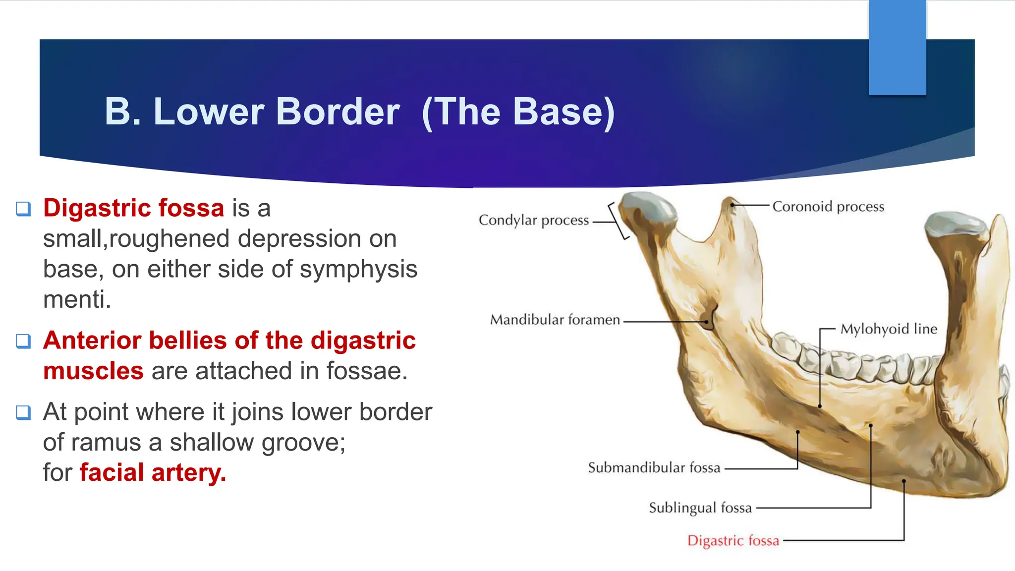 Maxilla, Mandible & Hyoid Bone & Clinical Correlations by Dr. RIG.pptx