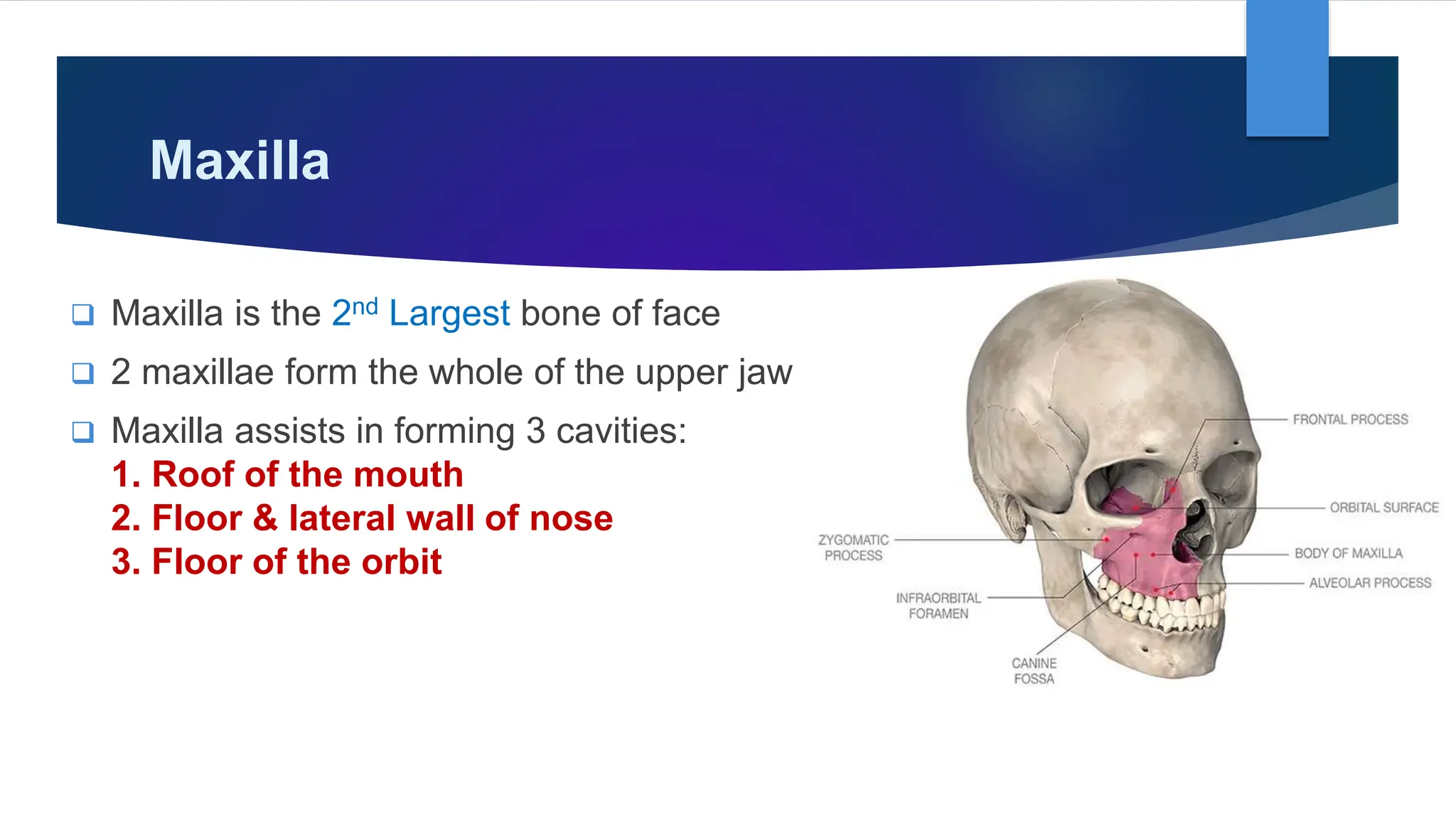 Maxilla, Mandible & Hyoid Bone & Clinical Correlations by Dr. RIG.pptx