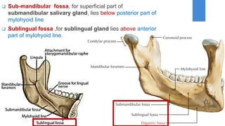 Maxilla, Mandible & Hyoid Bone & Clinical Correlations by Dr. RIG.pptx