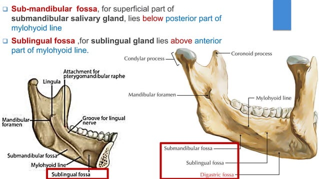 Maxilla, Mandible & Hyoid Bone & Clinical Correlations by Dr. RIG.pptx