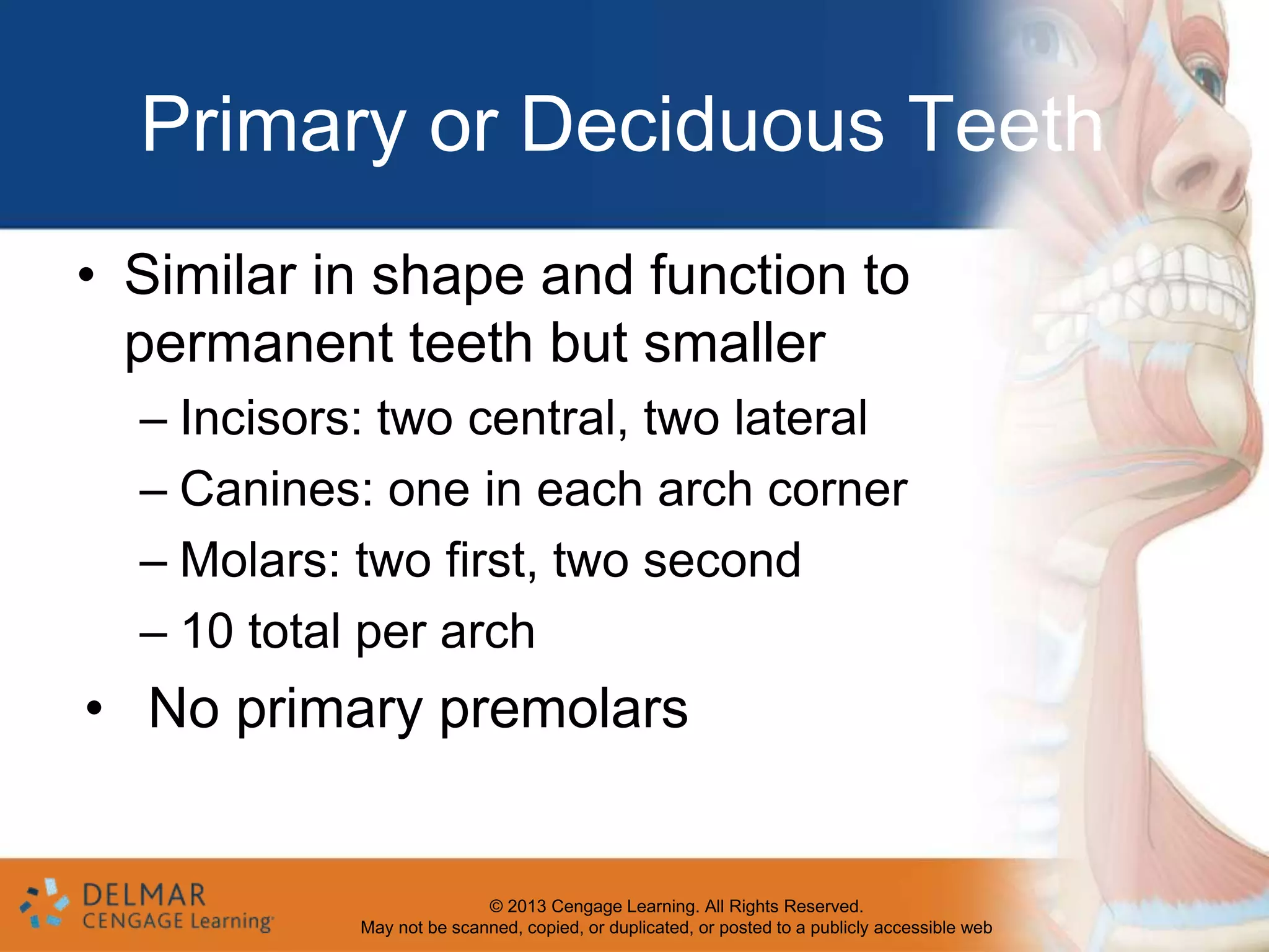 Maxilla, mandible, quadrants, types of teeth, universal numbering ...