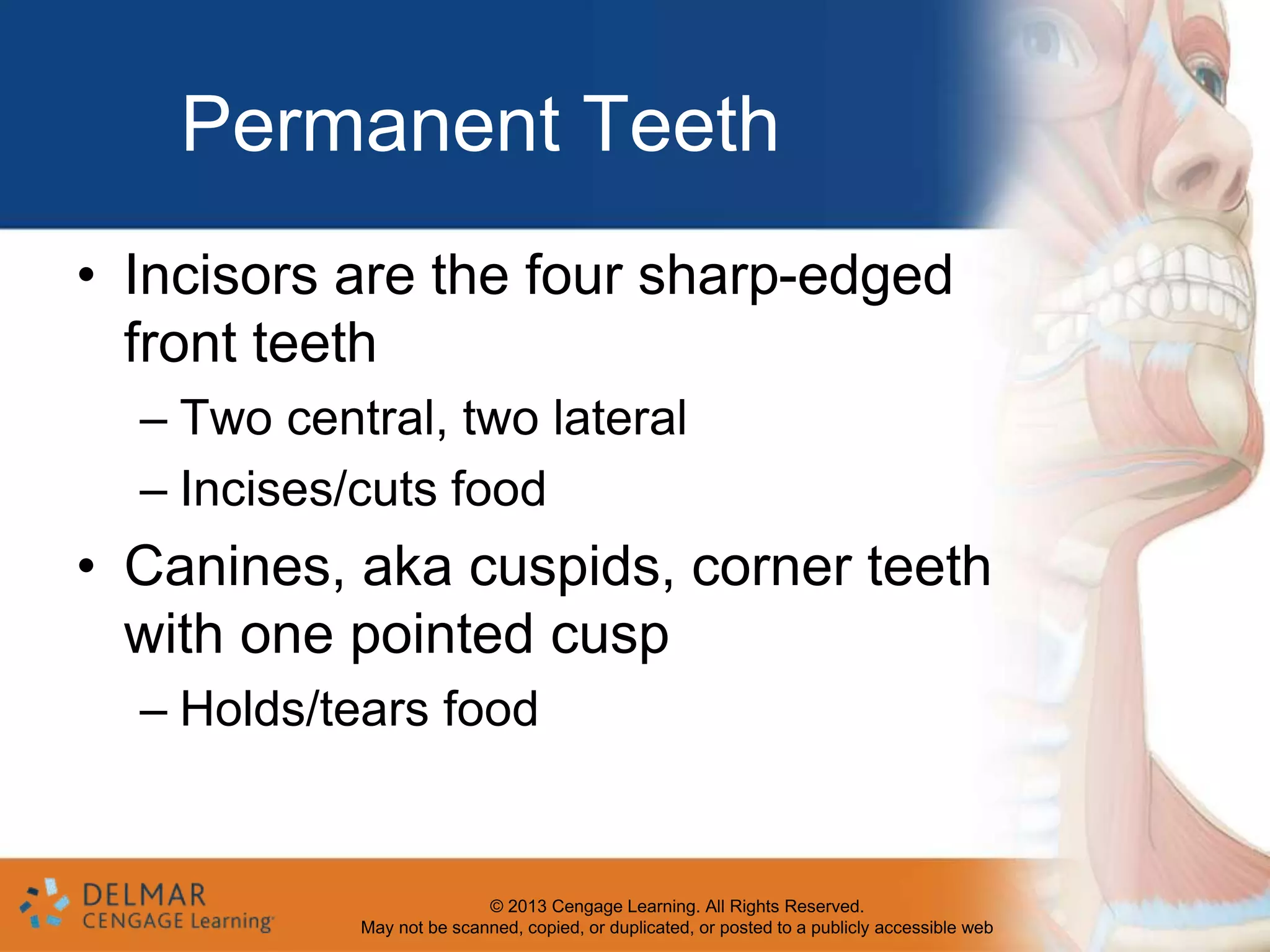 Maxilla, mandible, quadrants, types of teeth, universal numbering ...