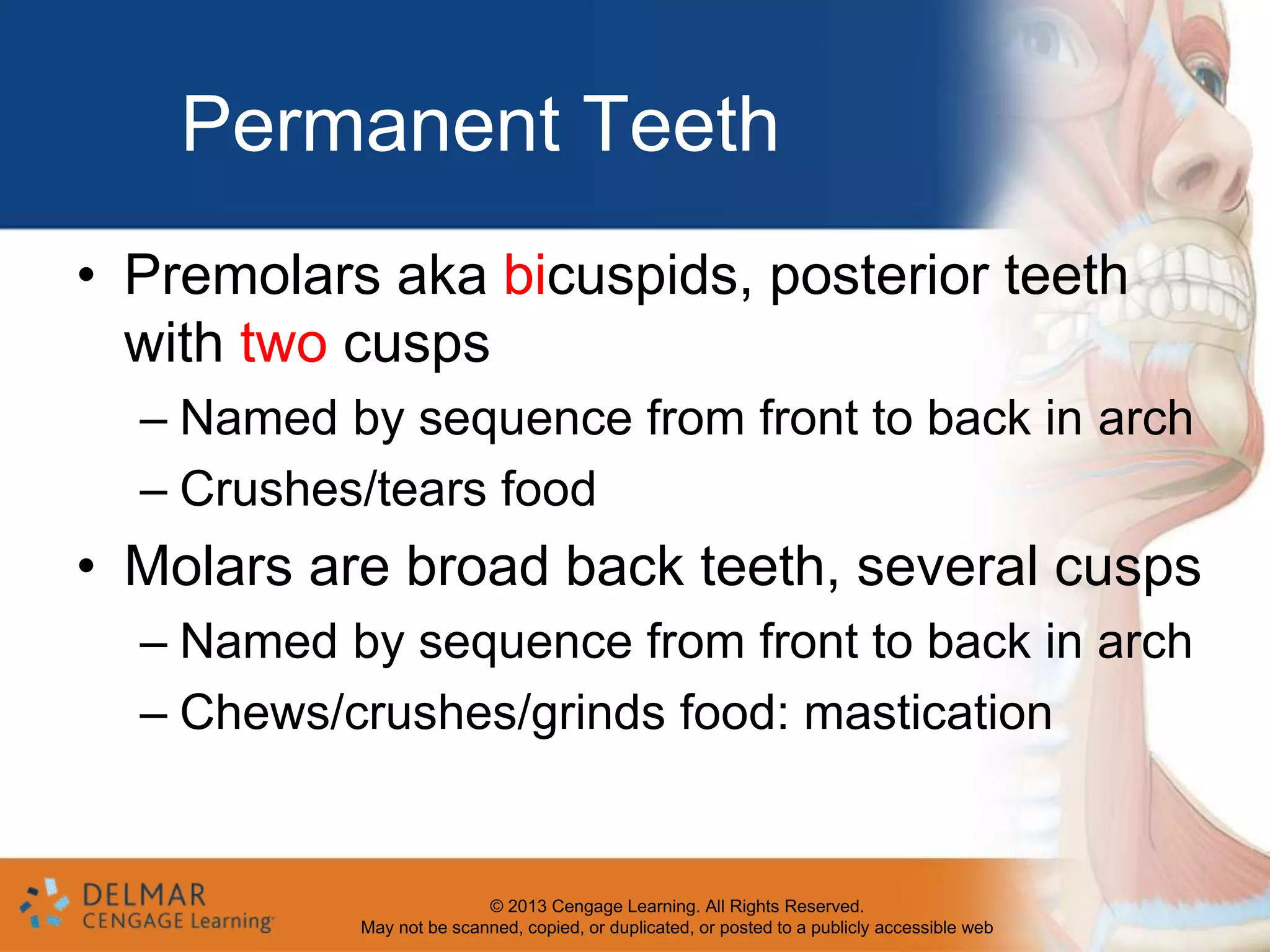 Maxilla, mandible, quadrants, types of teeth, universal numbering ...