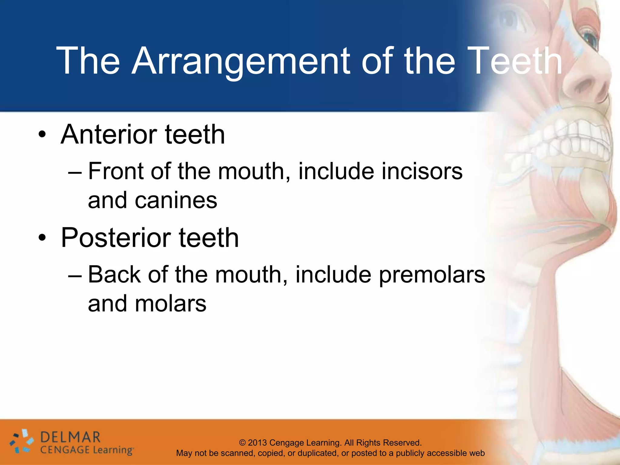 Maxilla, mandible, quadrants, types of teeth, universal numbering ...