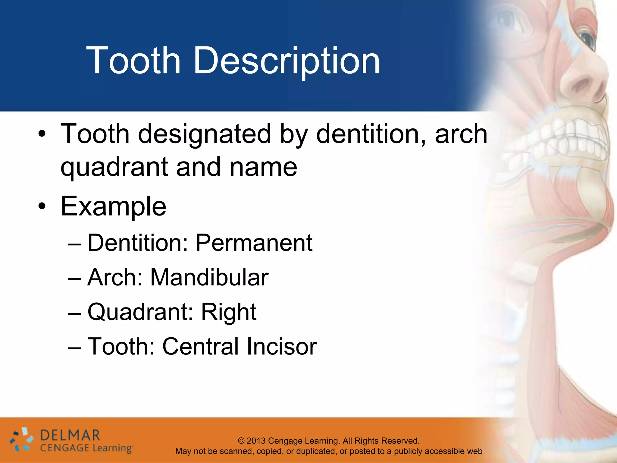 Maxilla, mandible, quadrants, types of teeth, universal numbering ...