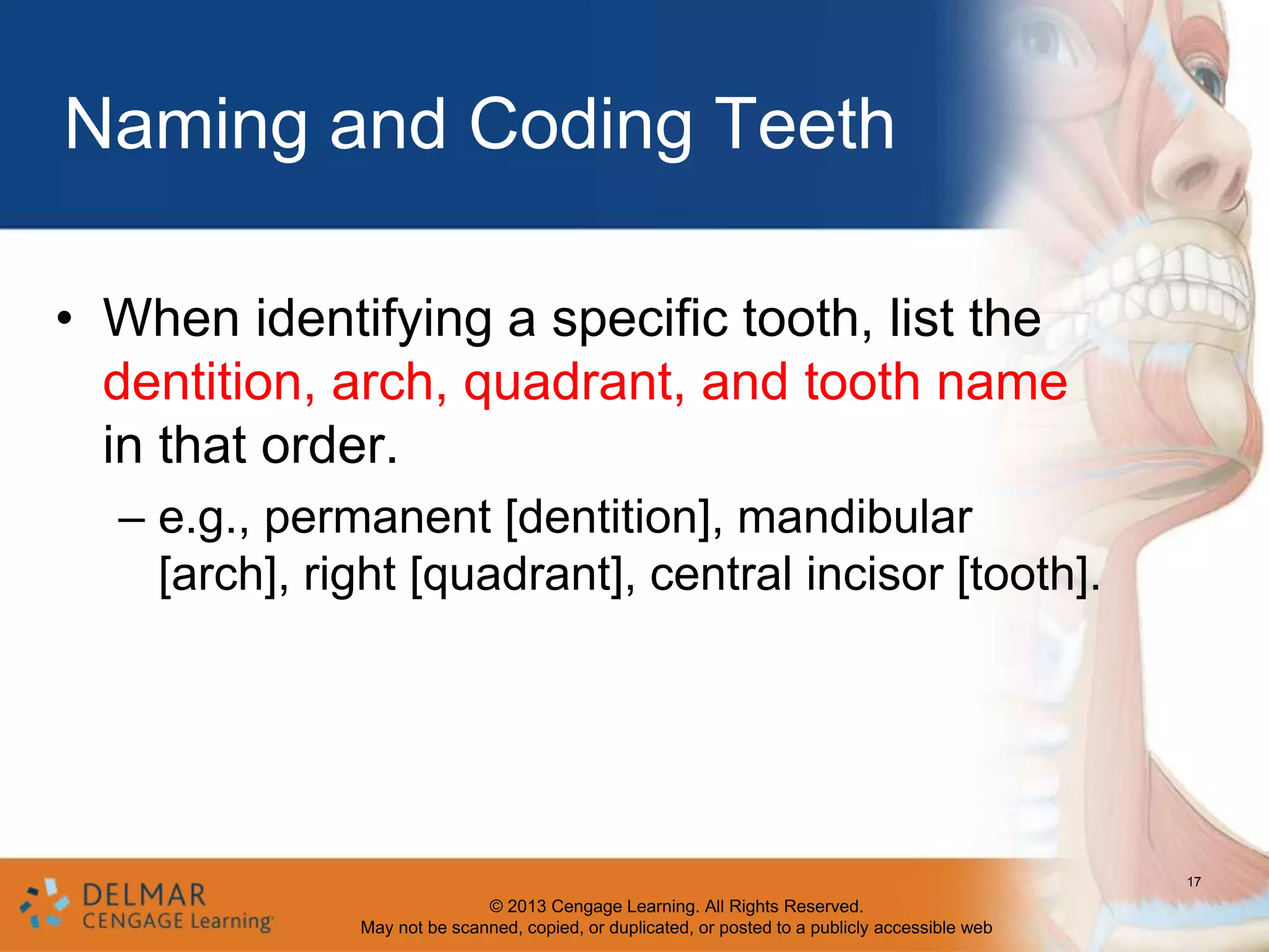 Maxilla, mandible, quadrants, types of teeth, universal numbering ...