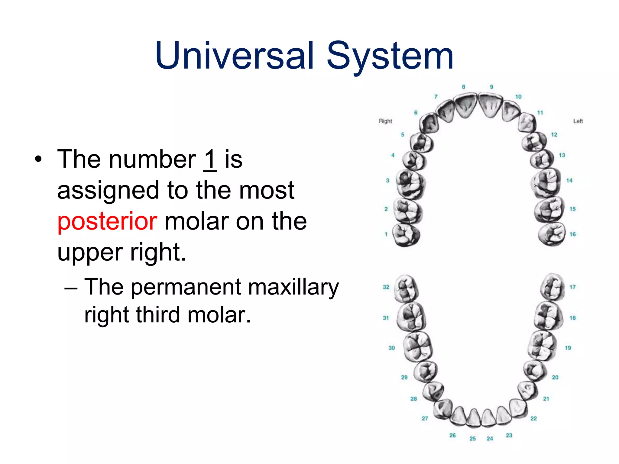 Maxilla, mandible, quadrants, types of teeth, universal numbering ...