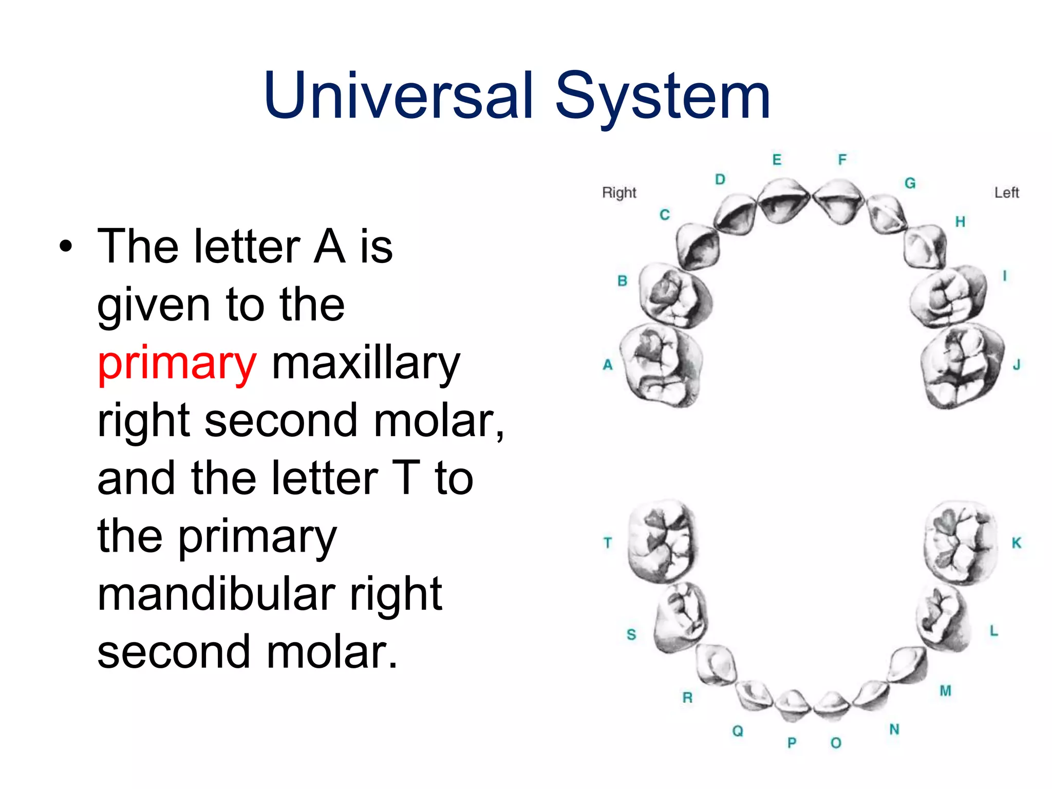 Maxilla, mandible, quadrants, types of teeth, universal numbering ...