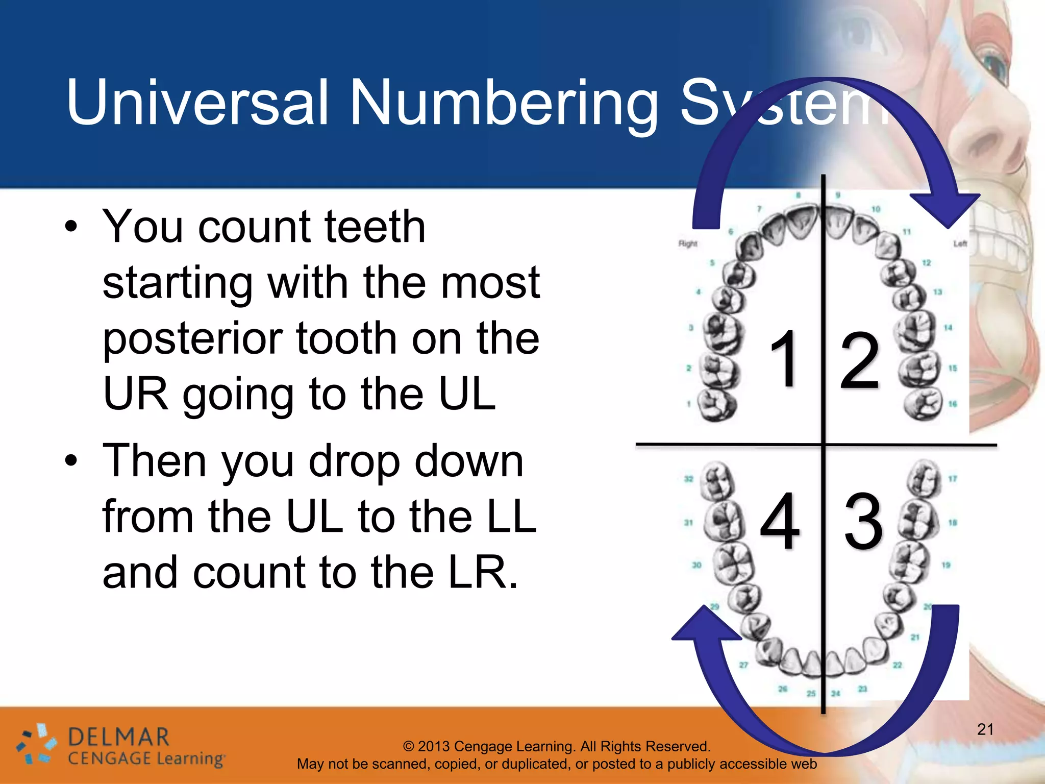 Maxilla, mandible, quadrants, types of teeth, universal numbering system | PPTX