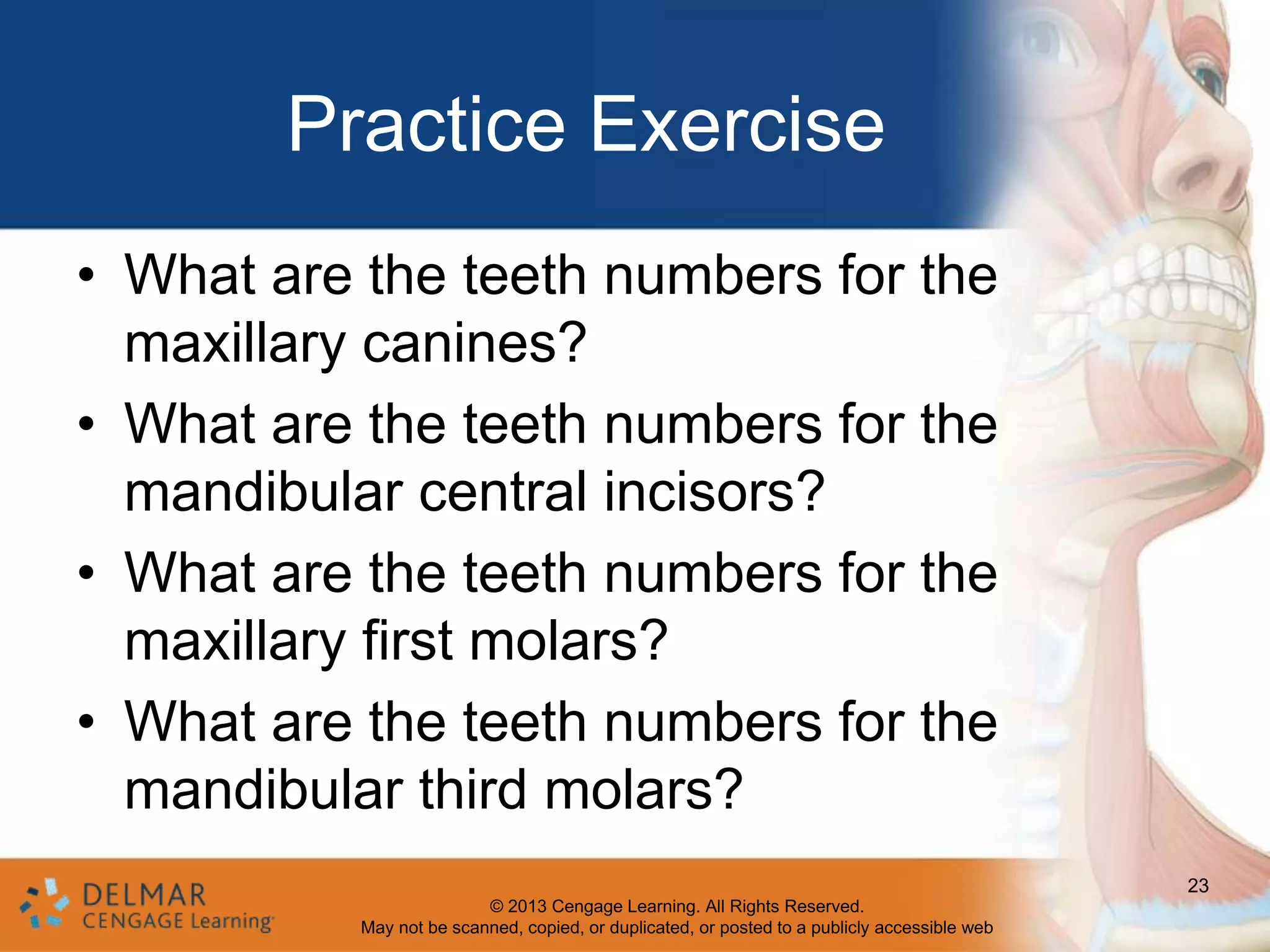 Maxilla, mandible, quadrants, types of teeth, universal numbering ...