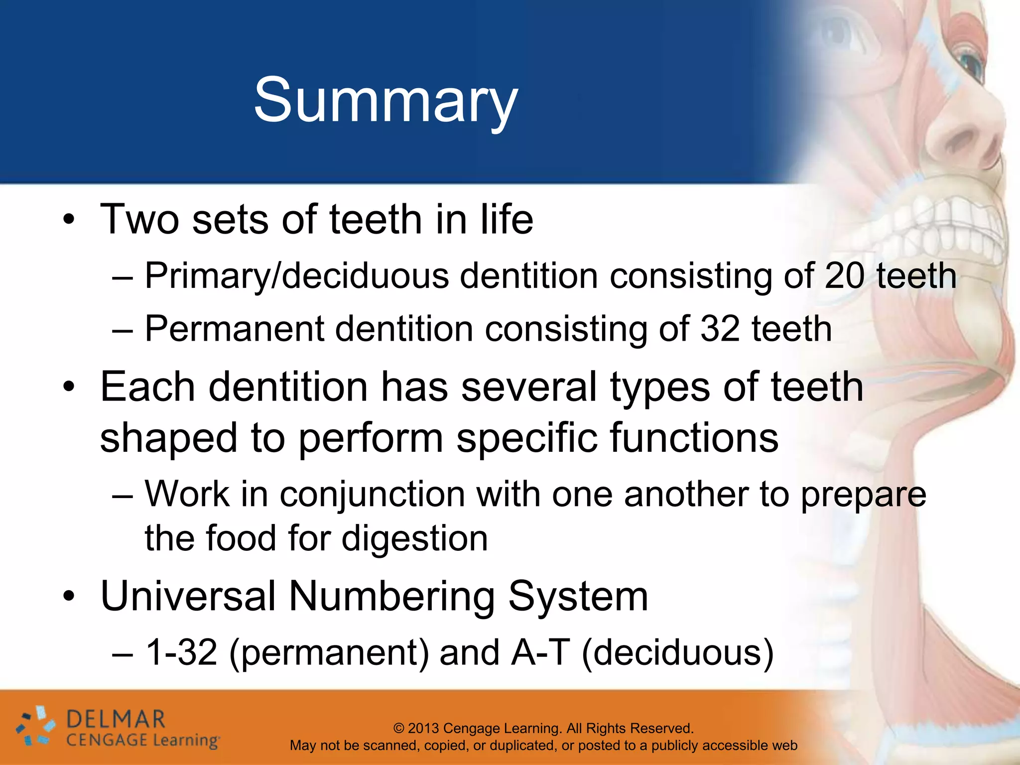 Maxilla, mandible, quadrants, types of teeth, universal numbering ...