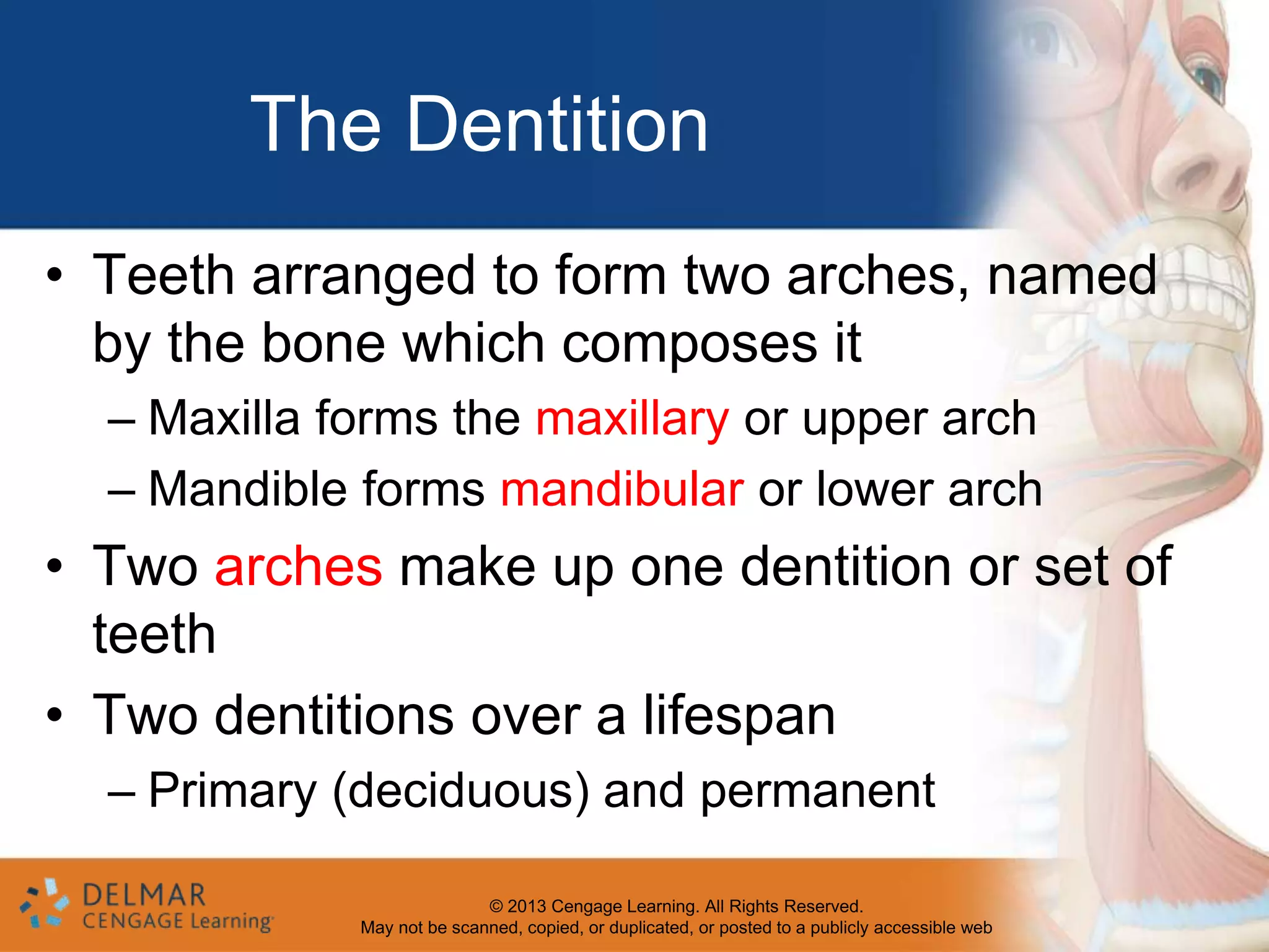 Maxilla, mandible, quadrants, types of teeth, universal numbering ...
