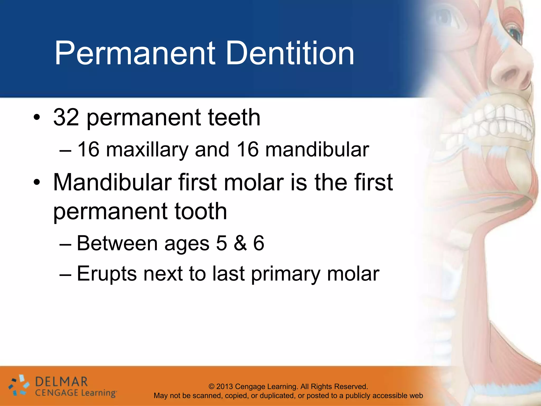Maxilla, mandible, quadrants, types of teeth, universal numbering ...
