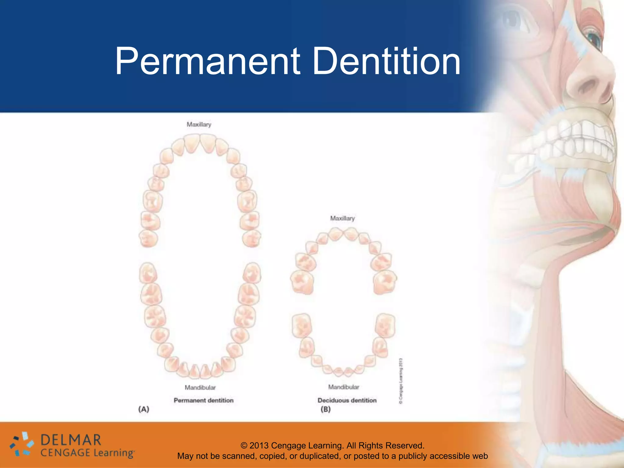 Maxilla, mandible, quadrants, types of teeth, universal numbering ...