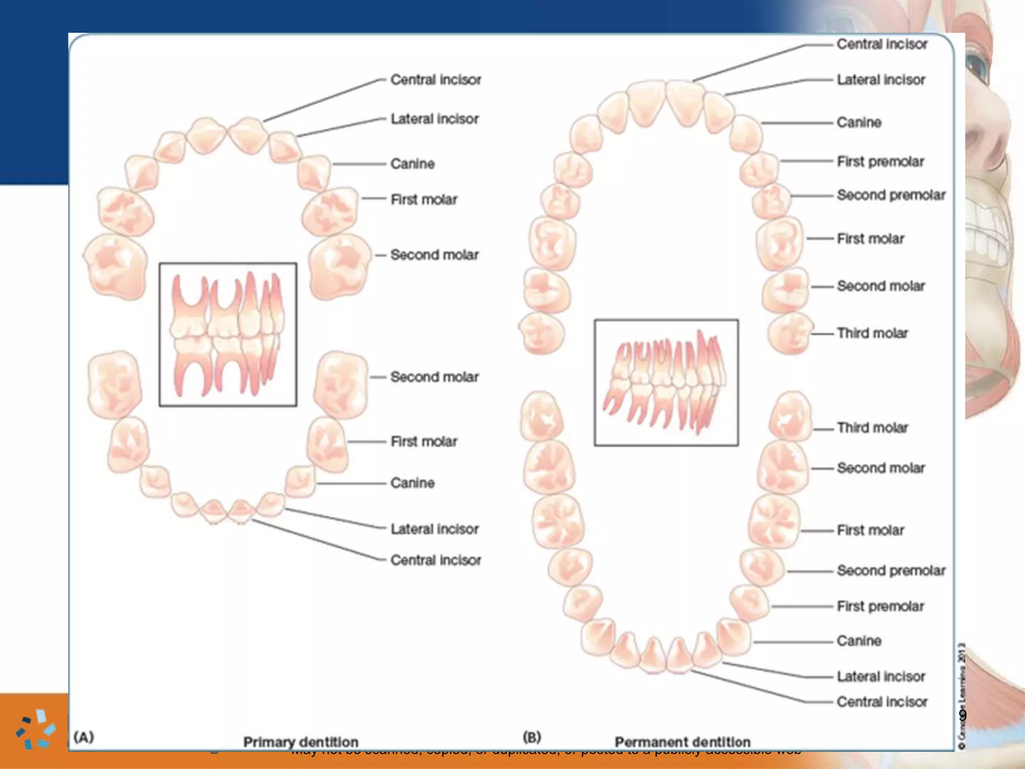 Maxilla, mandible, quadrants, types of teeth, universal numbering ...
